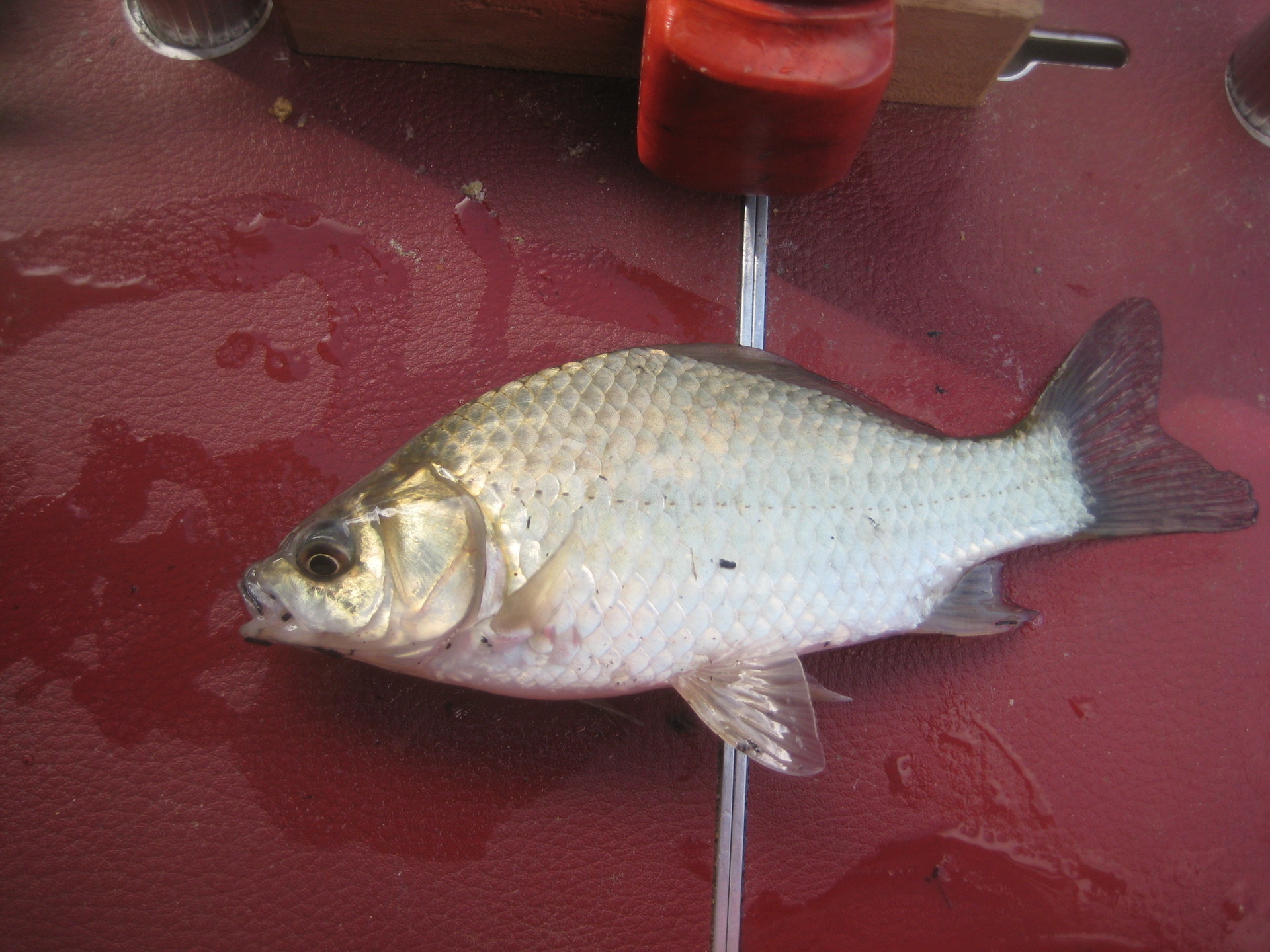 8月7日栢山落としでマブ1匹: へらぶな日記